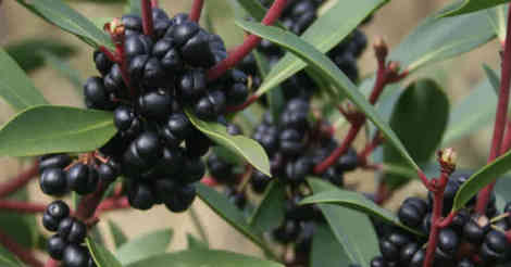 Tasmanian Mountain Pepper Berry at Poimena Peppers